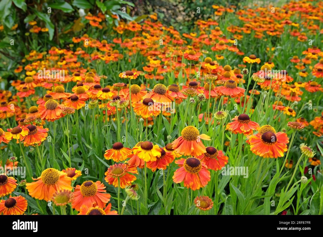Orange Helenium 'Sahin's Early Flowerer' in flower Stock Photo - Alamy