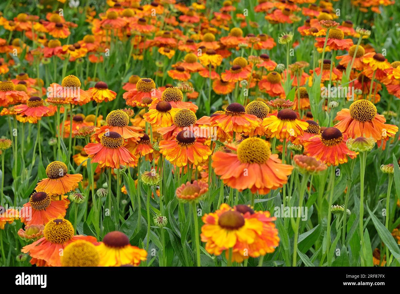 Orange Helenium 'Sahin's Early Flowerer' in flower Stock Photo - Alamy