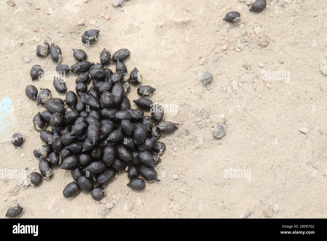 Sheep droppings on field is a fertilizer for crops Stock Photo - Alamy