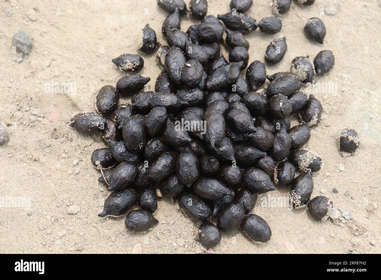 Sheep droppings on field is a fertilizer for crops Stock Photo - Alamy