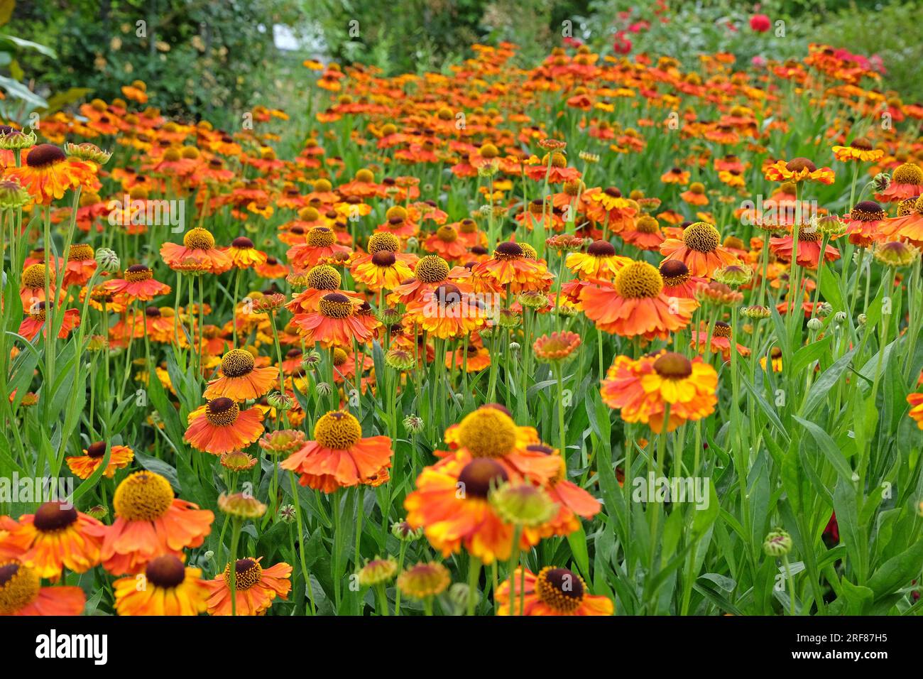 Orange Helenium 'Sahin's Early Flowerer' in flower Stock Photo - Alamy
