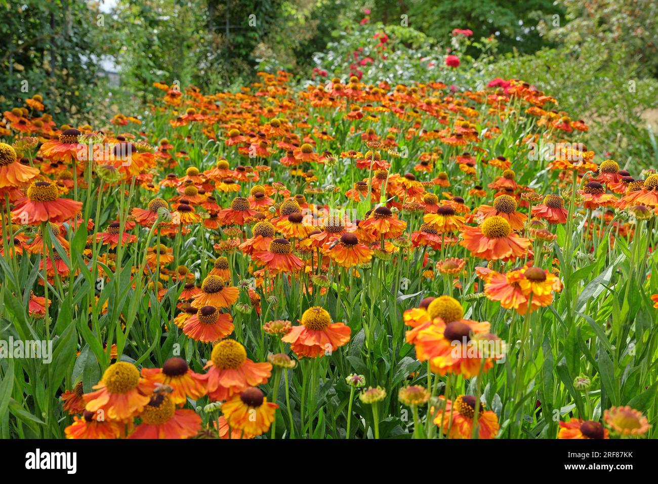 Orange Helenium 'Sahin's Early Flowerer' in flower Stock Photo - Alamy