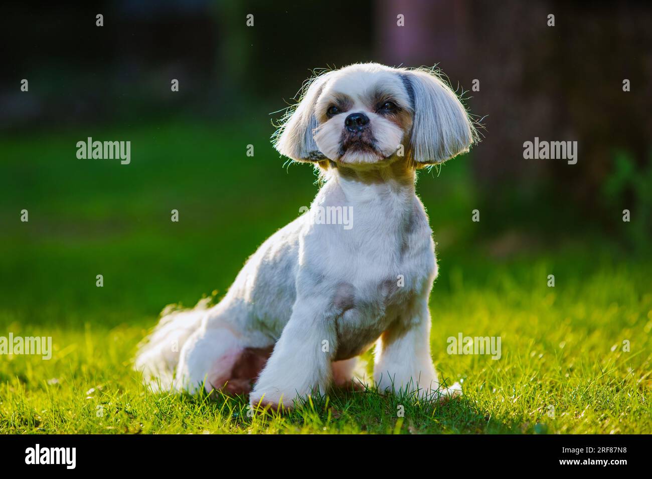Shih tzu dog on grass hi-res stock photography and images - Alamy