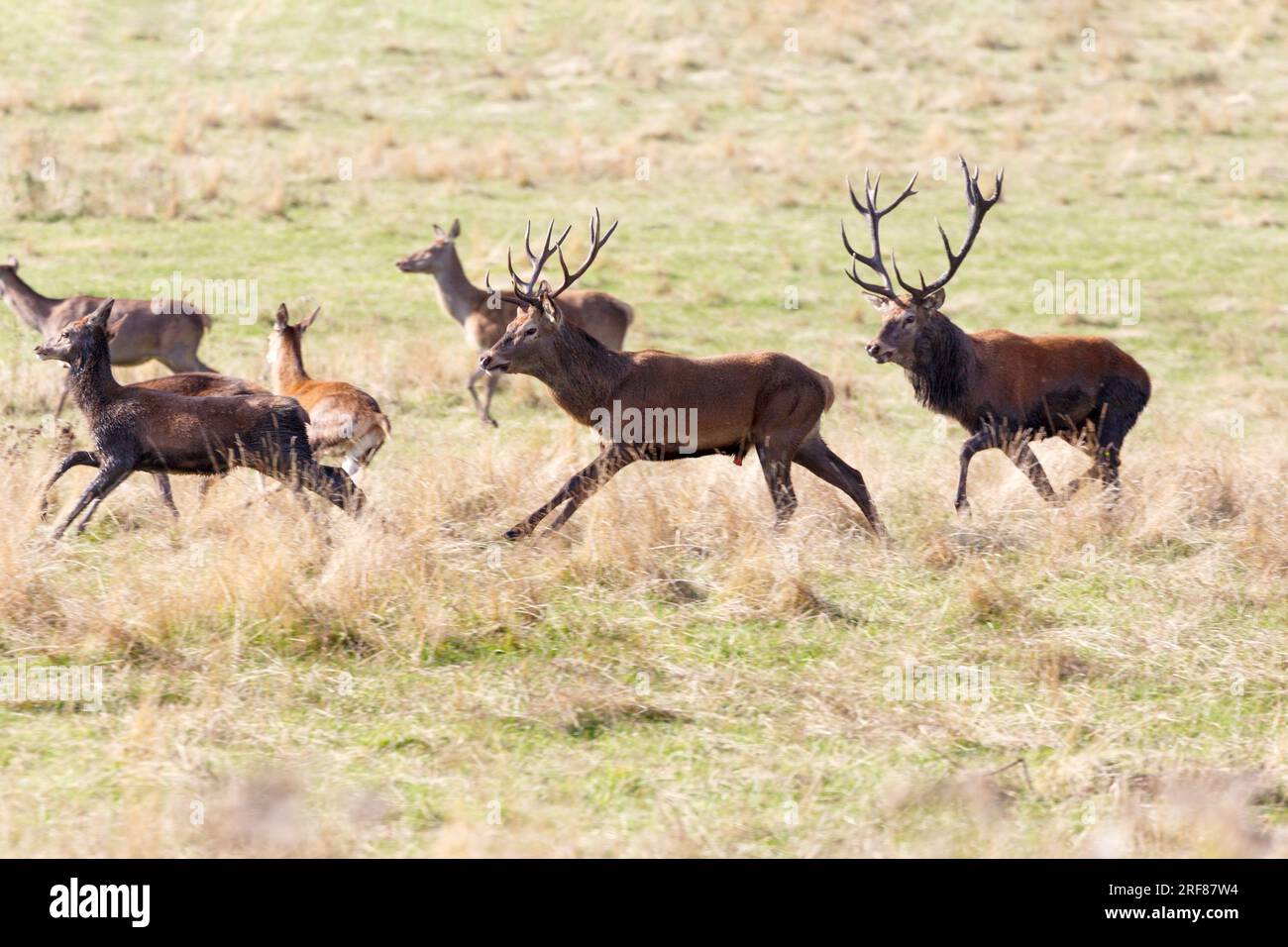 Deer rutting at Wentworth Park Stock Photo - Alamy