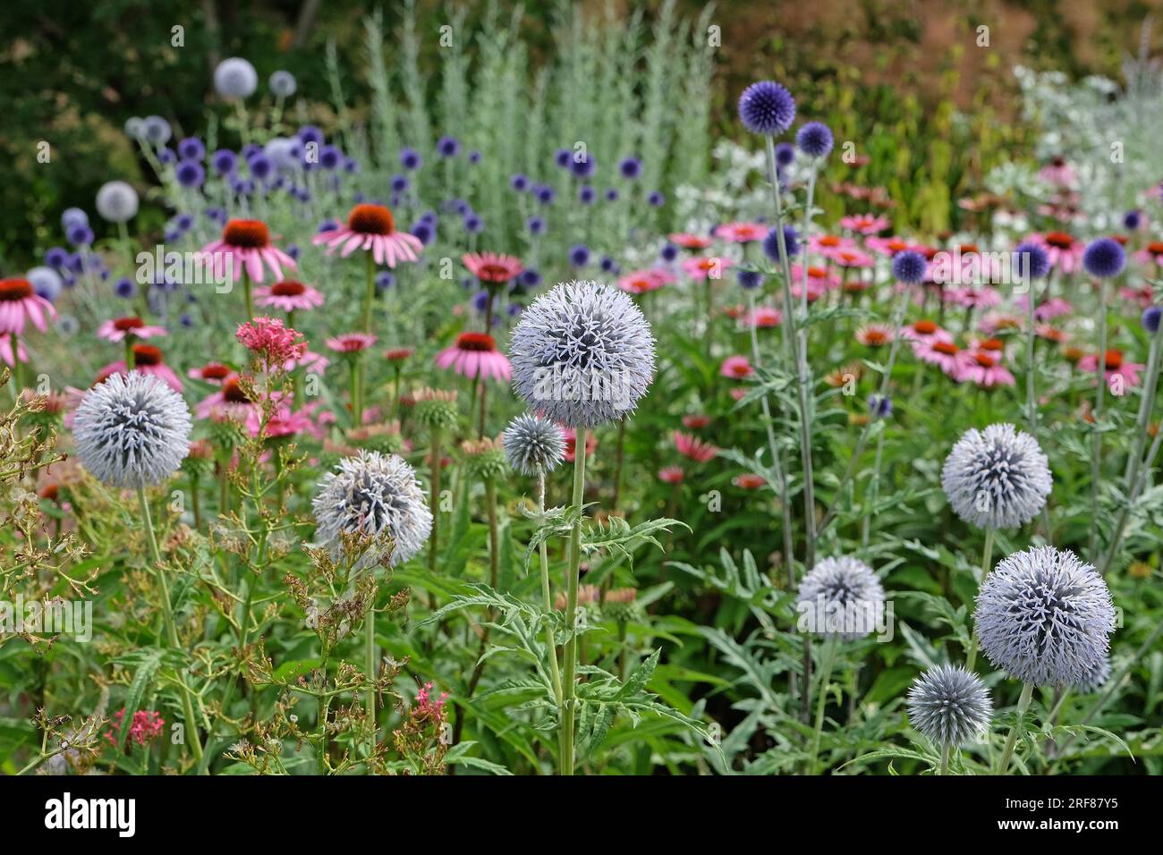 Blue thistles hi-res stock photography and images - Alamy