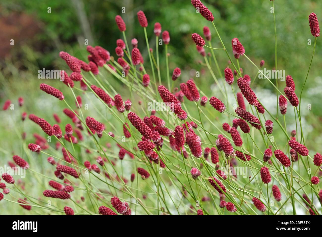 Red burnet hi-res stock photography and images - Alamy