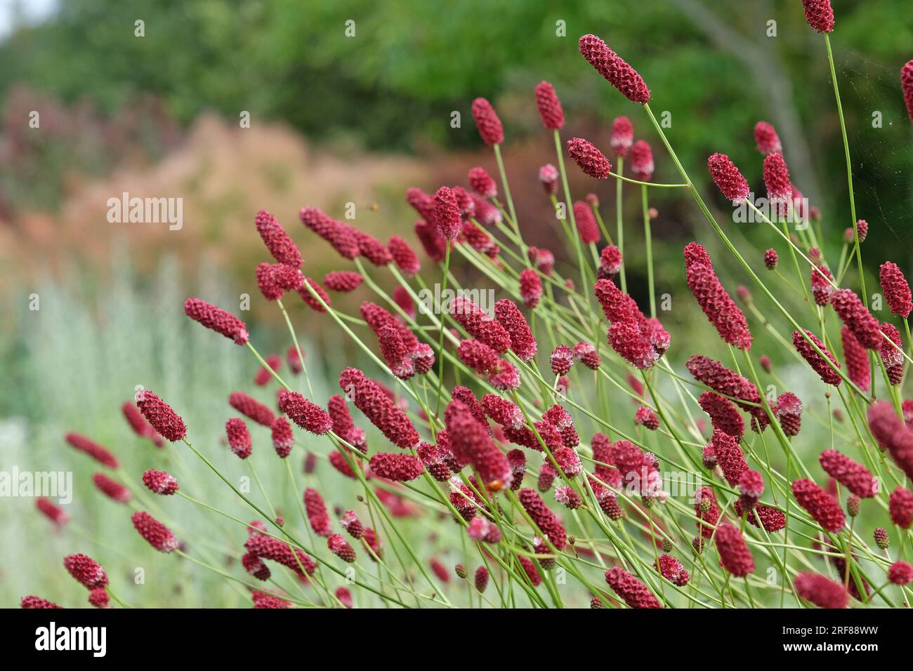 Red burnet hi-res stock photography and images - Alamy