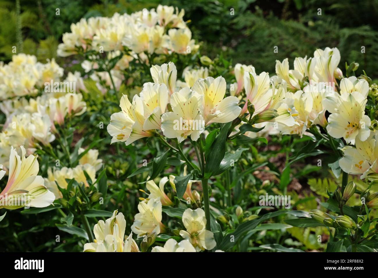 Alstroemeria Summer Snow in flower Stock Photo - Alamy