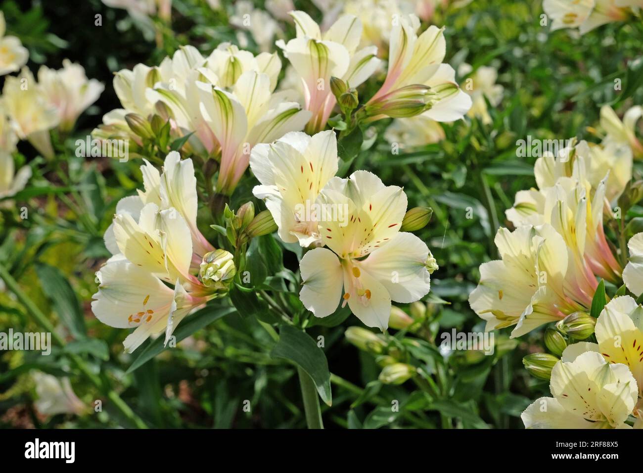 Alstroemeria Summer Snow in flower Stock Photo - Alamy
