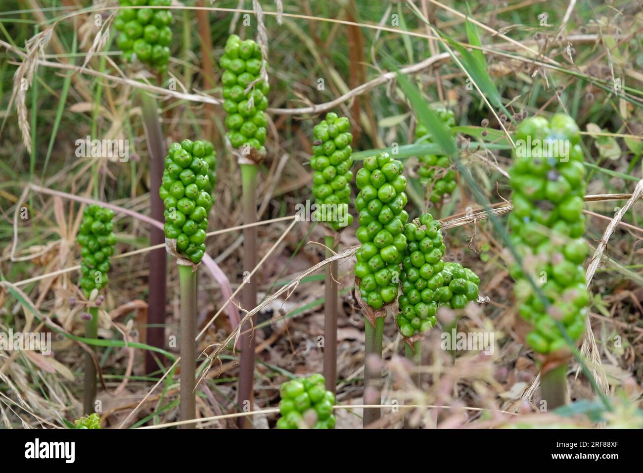Italian arum hi-res stock photography and images - Alamy