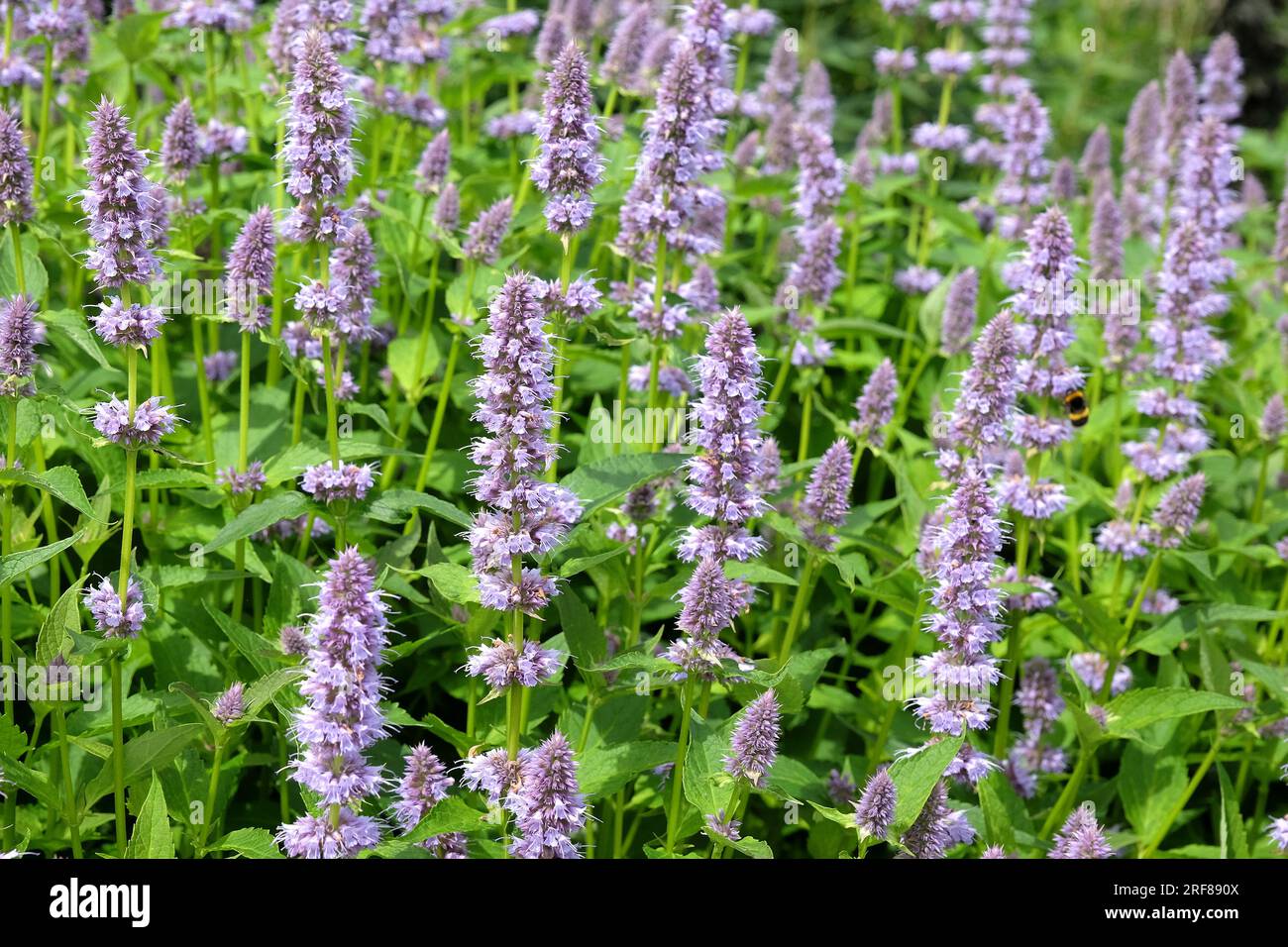 Purple flowering hyssop hi-res stock photography and images - Alamy