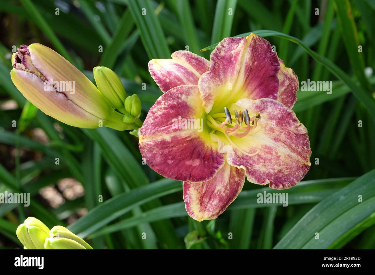 Gamma quadrant hi-res stock photography and images - Alamy
