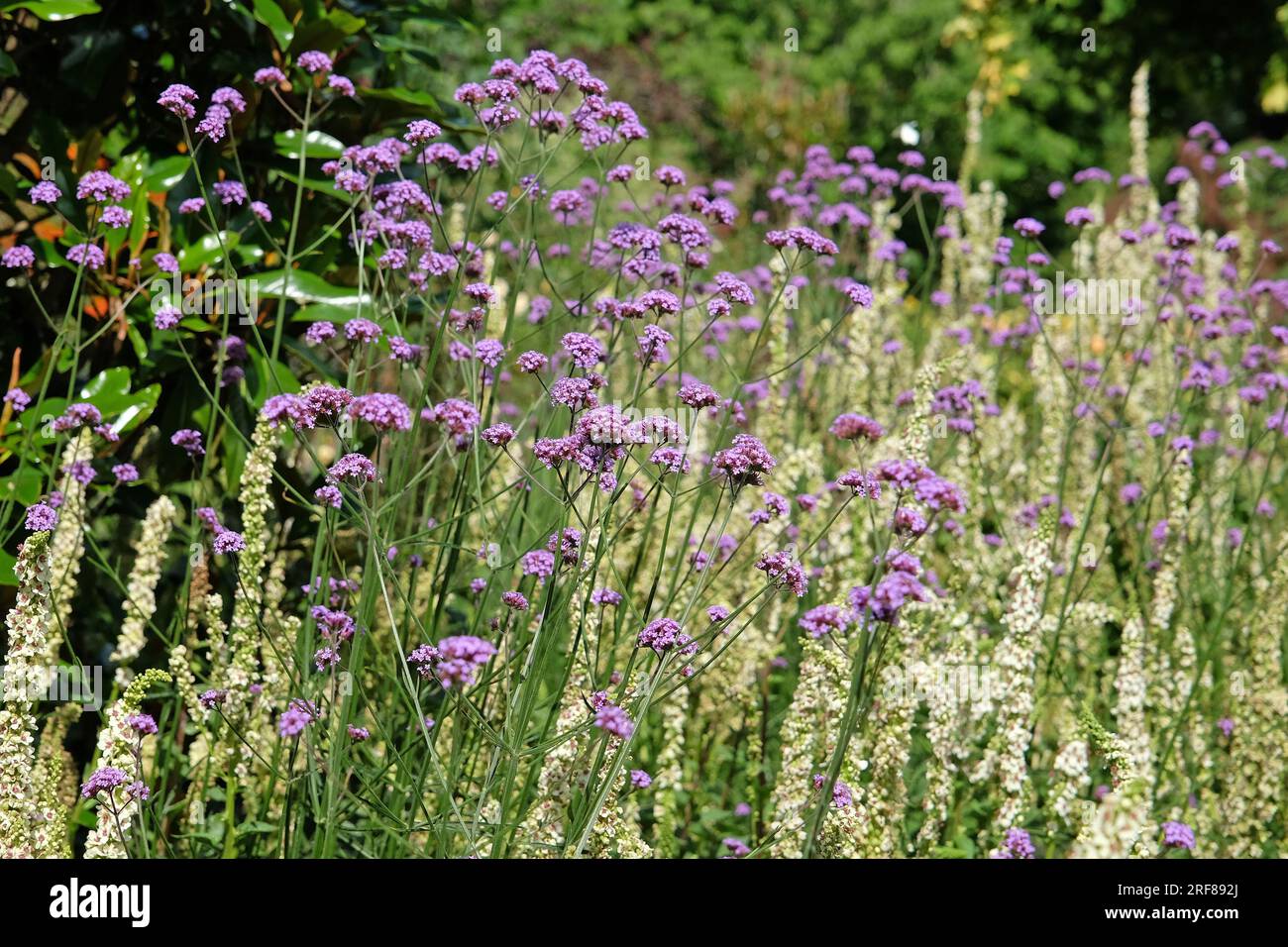 Close up purpletop vervain flowers hi-res stock photography and images ...