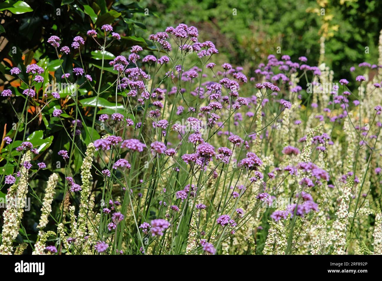 Purple top Vervain in flower Stock Photo - Alamy