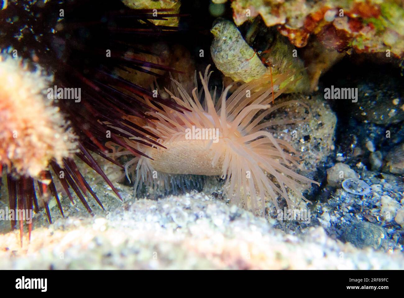 Limaria hians - Gaping fileclam, underwater image into the ...