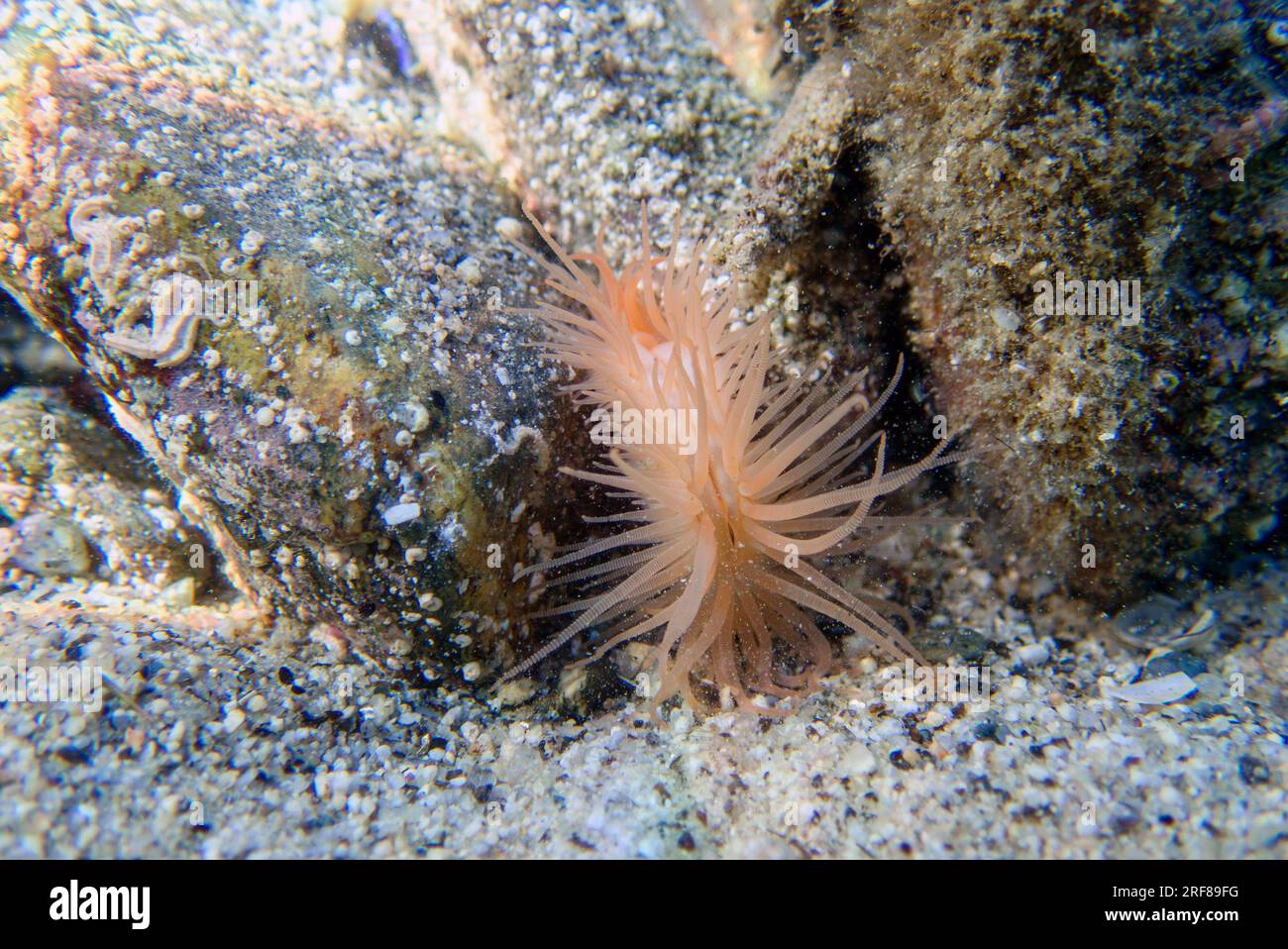 Limaria hians - Gaping fileclam, underwater image into the ...