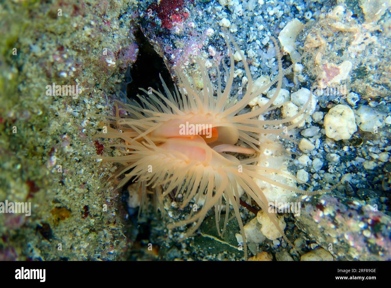 Limaria hians - Gaping fileclam, underwater image into the ...