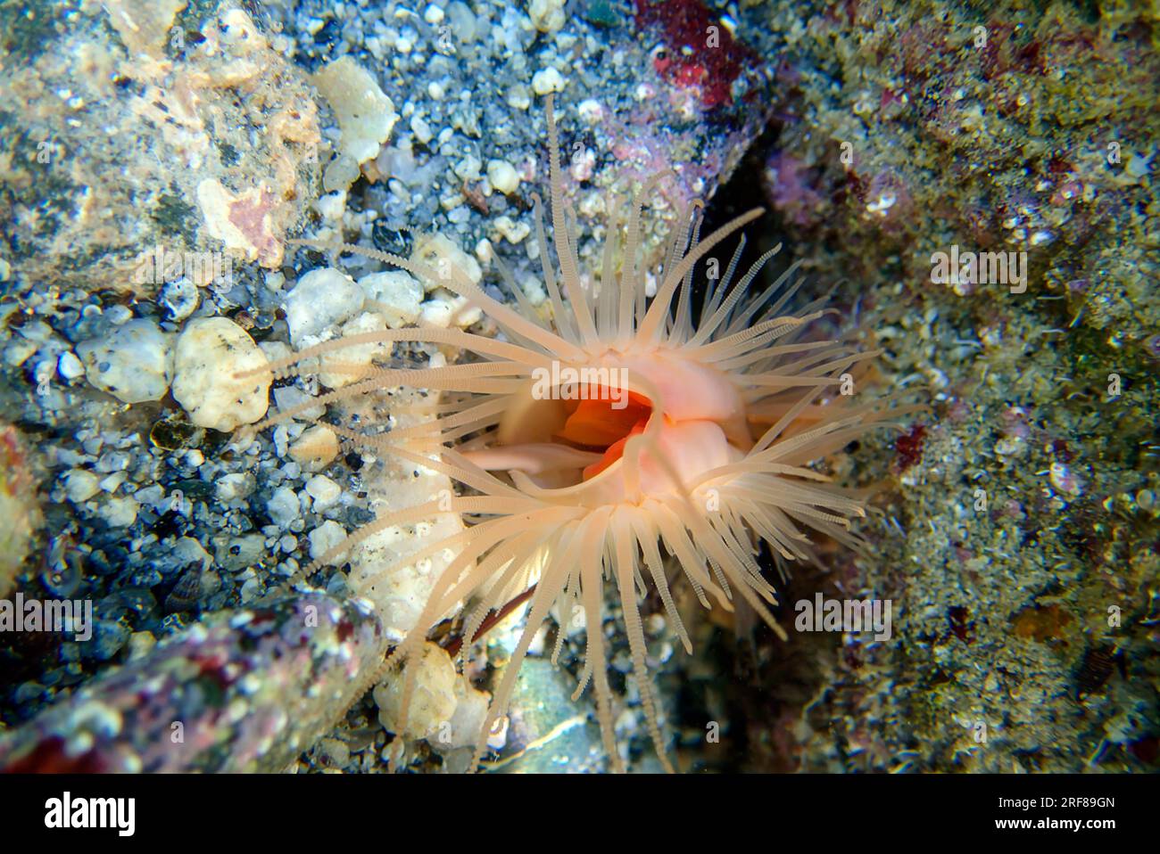Limaria hians - Gaping fileclam, underwater image into the ...