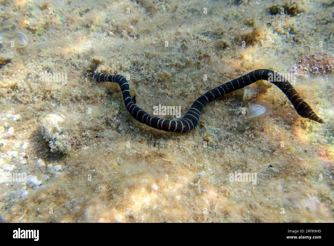 Very rare imge of banded bootlace sea worm - (Notospermus geniculatus ...