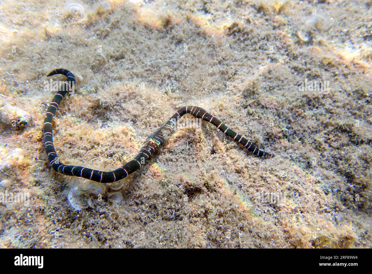 Very rare imge of banded bootlace sea worm - (Notospermus geniculatus ...