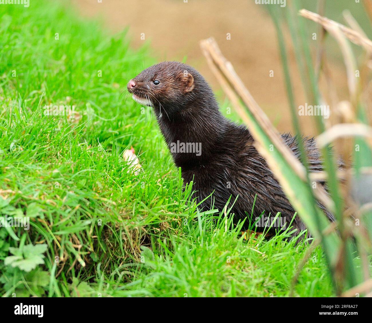 Vison hi-res stock photography and images - Alamy