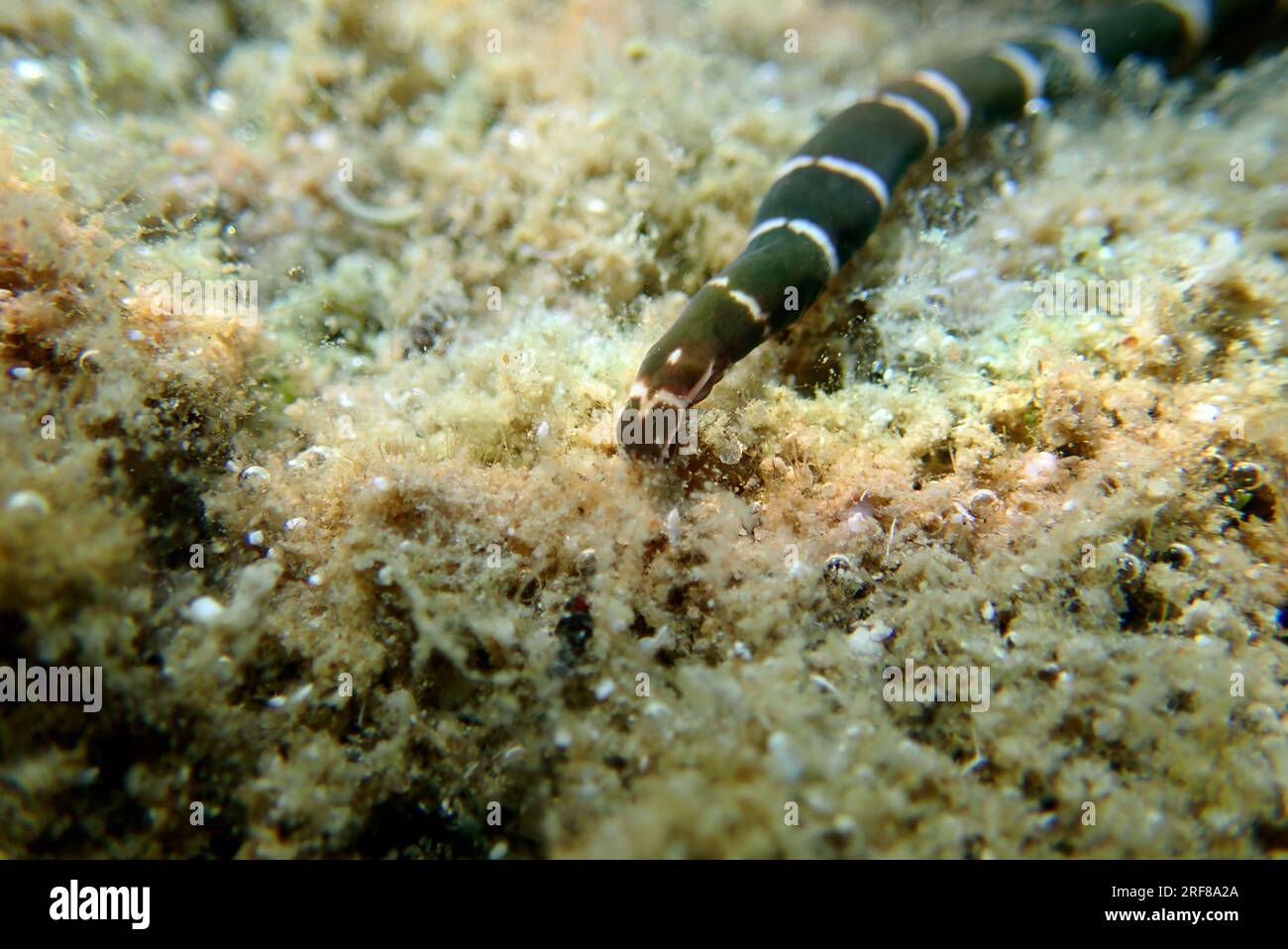 Very rare imge of banded bootlace sea worm - (Notospermus geniculatus ...
