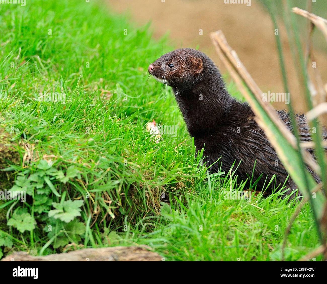 Neogale hi-res stock photography and images - Alamy