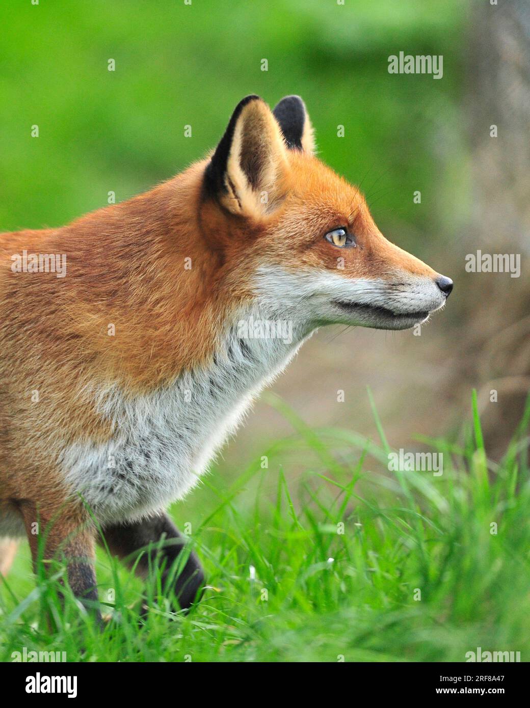 Red Fox Vulpes Vulpes Stock Photo - Alamy