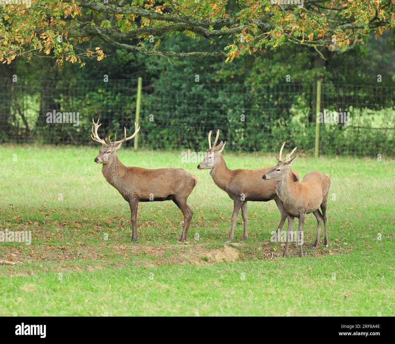 Deer side view hi-res stock photography and images - Alamy