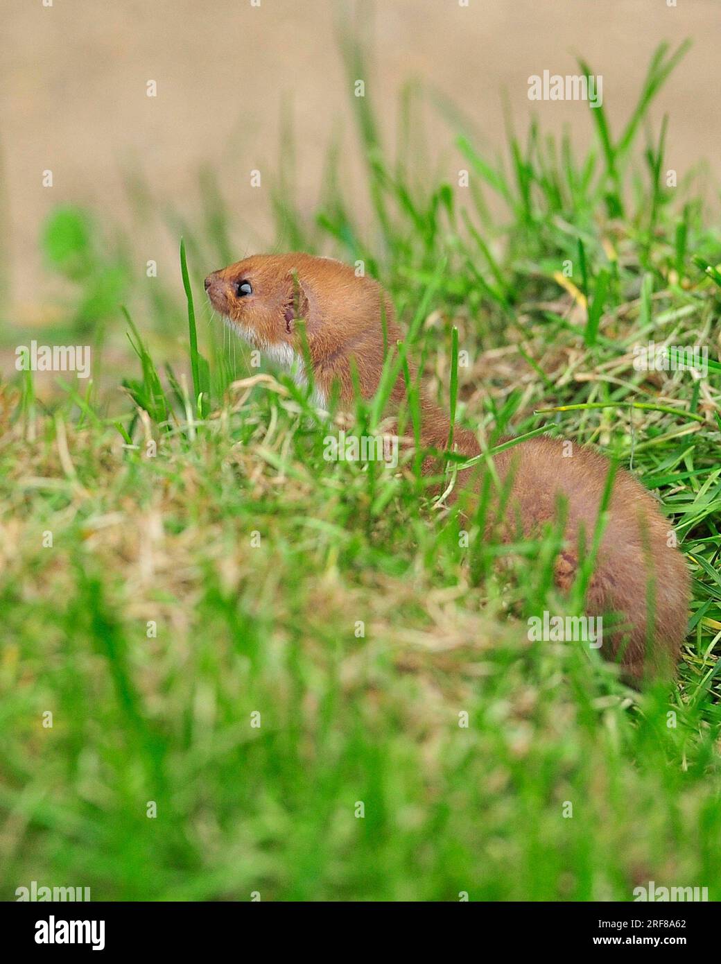 British weasel hi-res stock photography and images - Alamy
