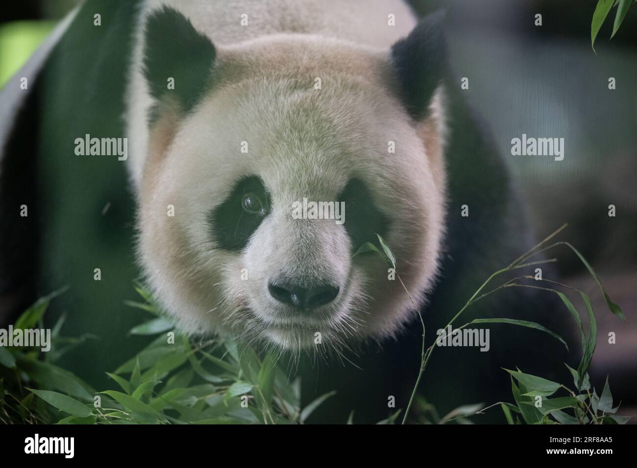 Berlin, Germany. 01st Aug, 2023. A panda bear in its enclosure. The ...