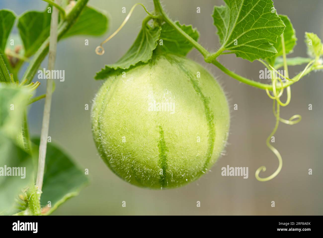 Green melon in farm background Stock Photo - Alamy