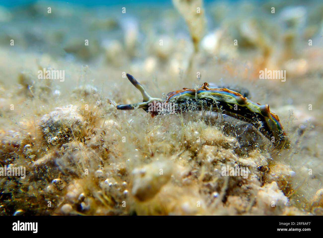 Thuridilla hopei - Sacoglossan sea slug, underwater shoot in the ...