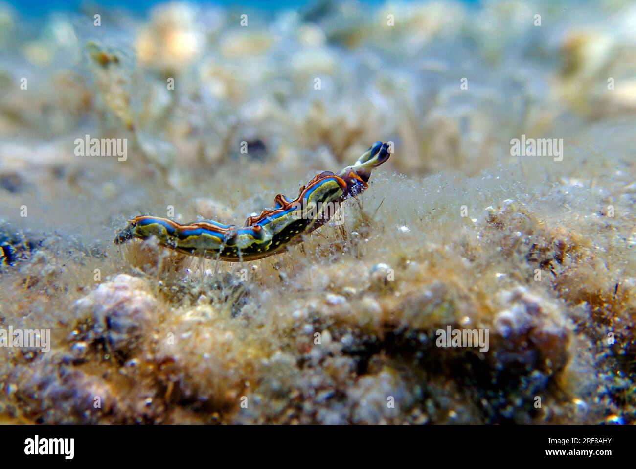 Thuridilla hopei - Sacoglossan sea slug, underwater shoot in the ...