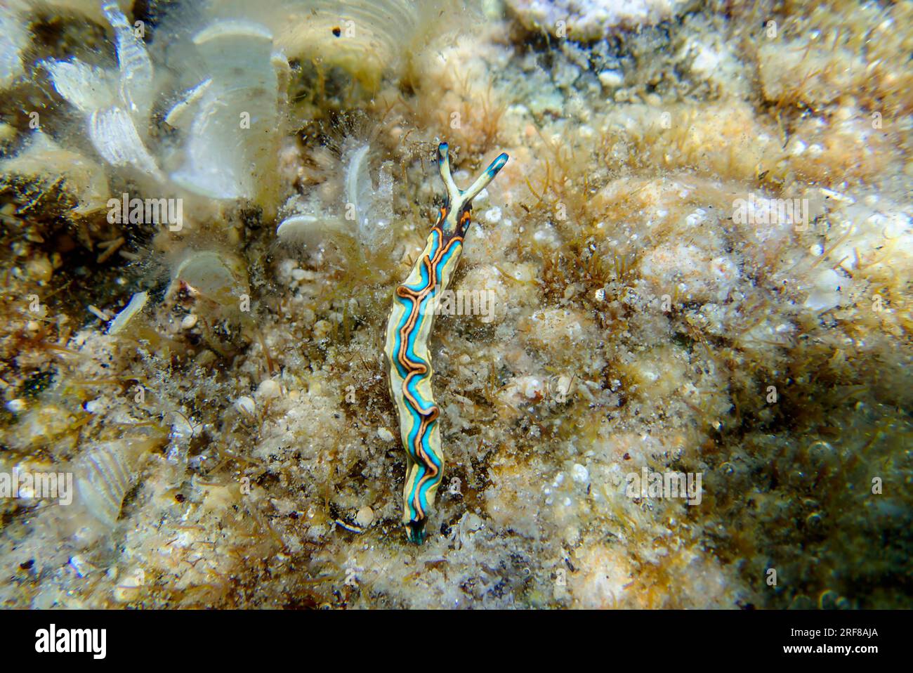 Thuridilla hopei - Sacoglossan sea slug, underwater shoot in the ...