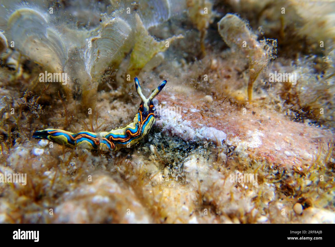 Thuridilla hopei - Sacoglossan sea slug, underwater shoot in the ...