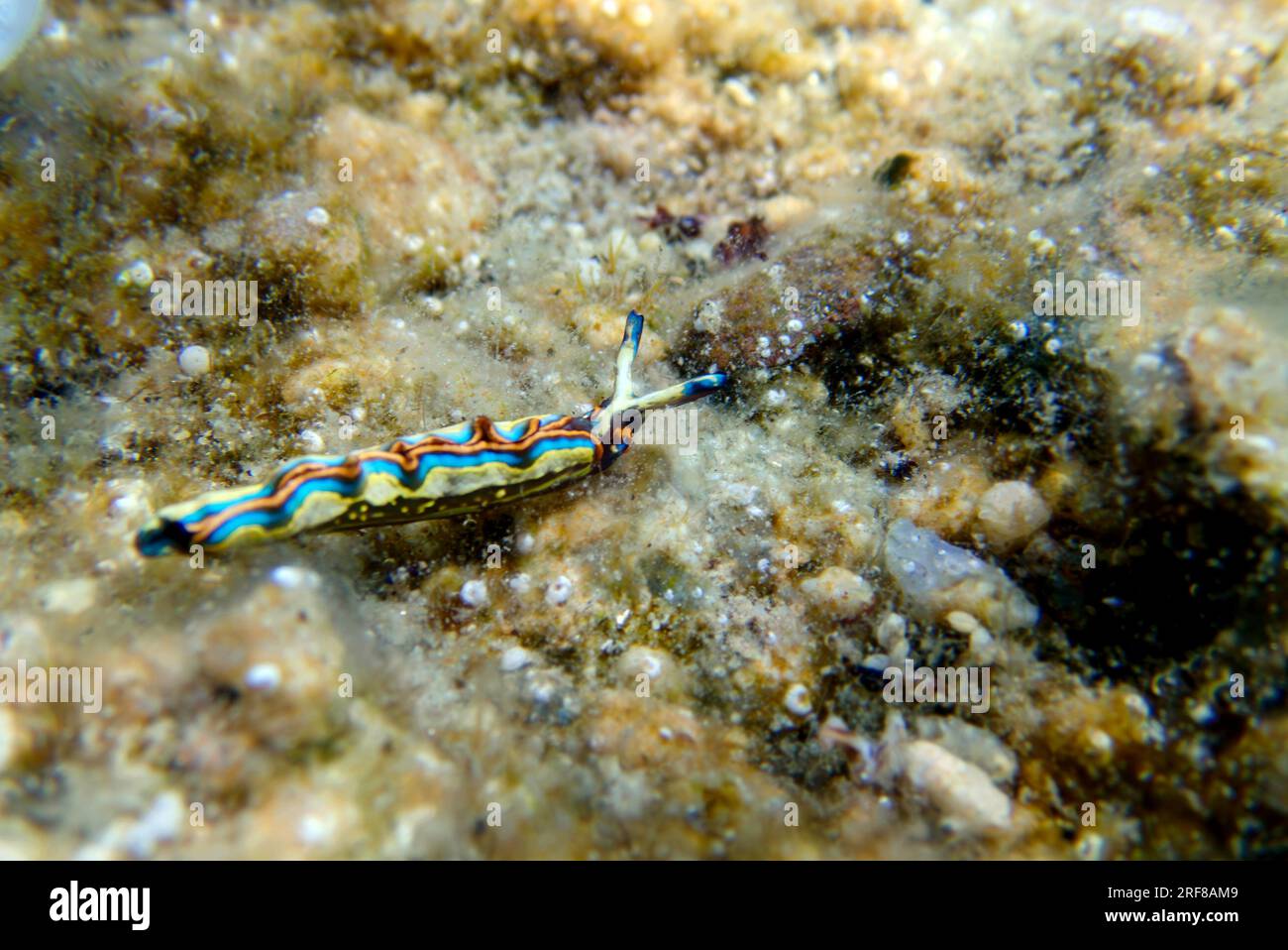 Thuridilla hopei - Sacoglossan sea slug, underwater shoot in the ...