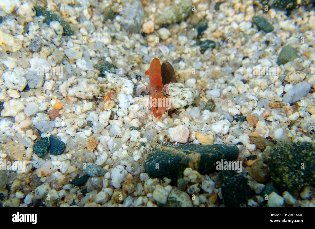Red pistol snapping shrimp - Alpheus macrocheles Stock Photo - Alamy