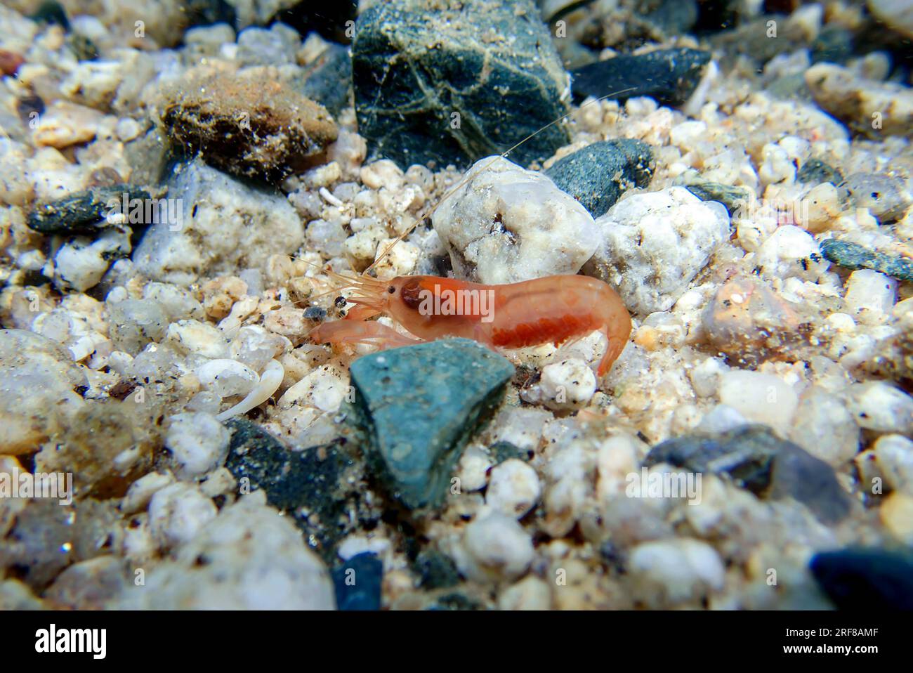Red pistol snapping shrimp - Alpheus macrocheles Stock Photo - Alamy