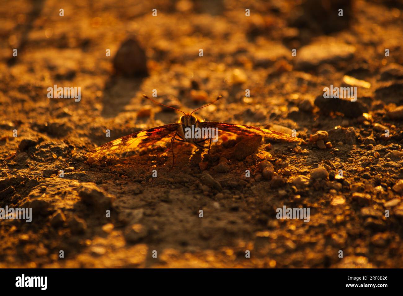 Naturepics hi-res stock photography and images - Alamy