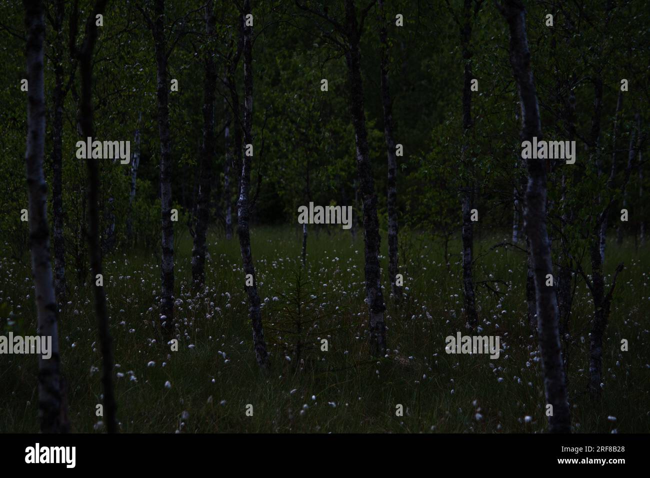 Nature_pics hi-res stock photography and images - Alamy