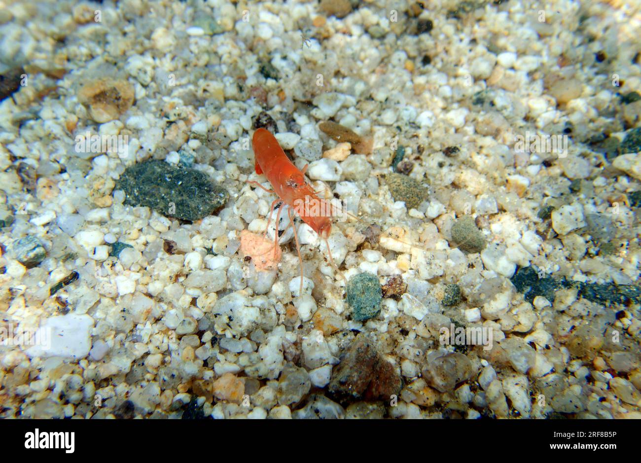 Red pistol snapping shrimp - Alpheus macrocheles Stock Photo - Alamy