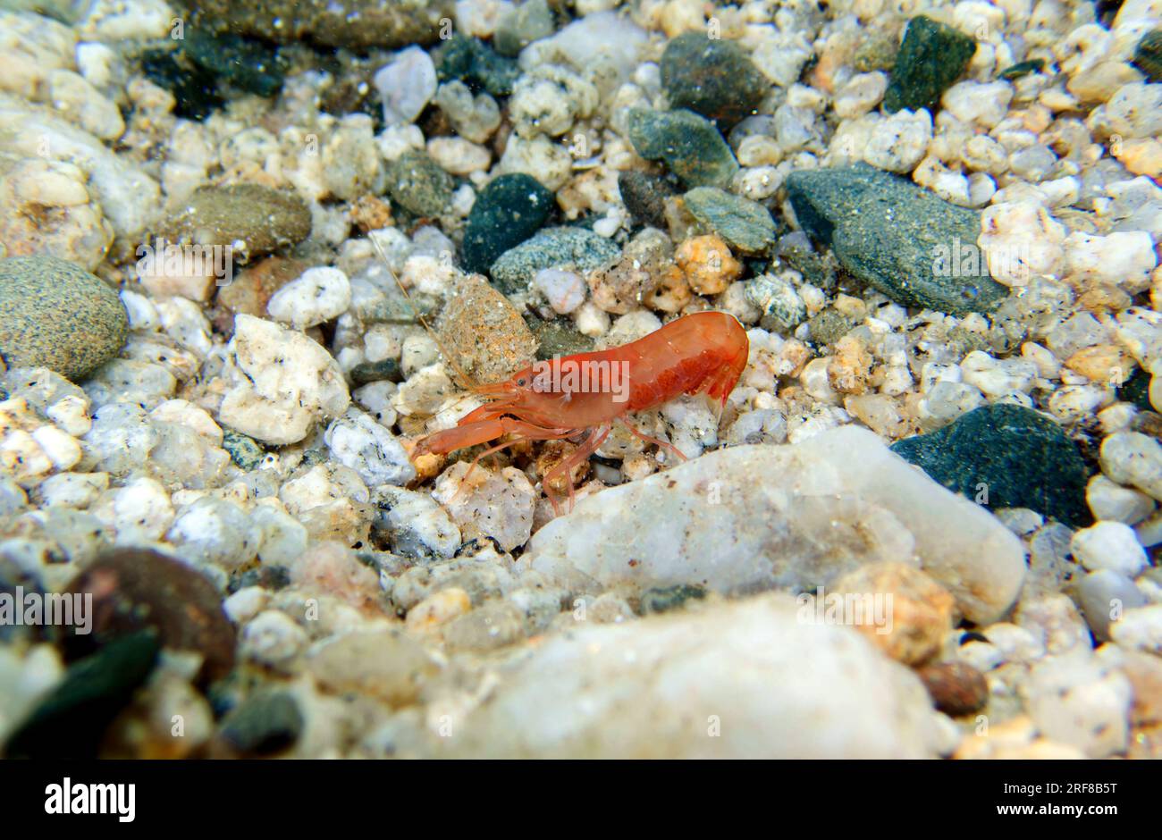 Red pistol snapping shrimp - Alpheus macrocheles Stock Photo - Alamy