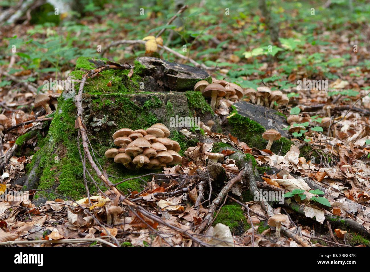 Fungi on a field full of vegetation Stock Photo - Alamy