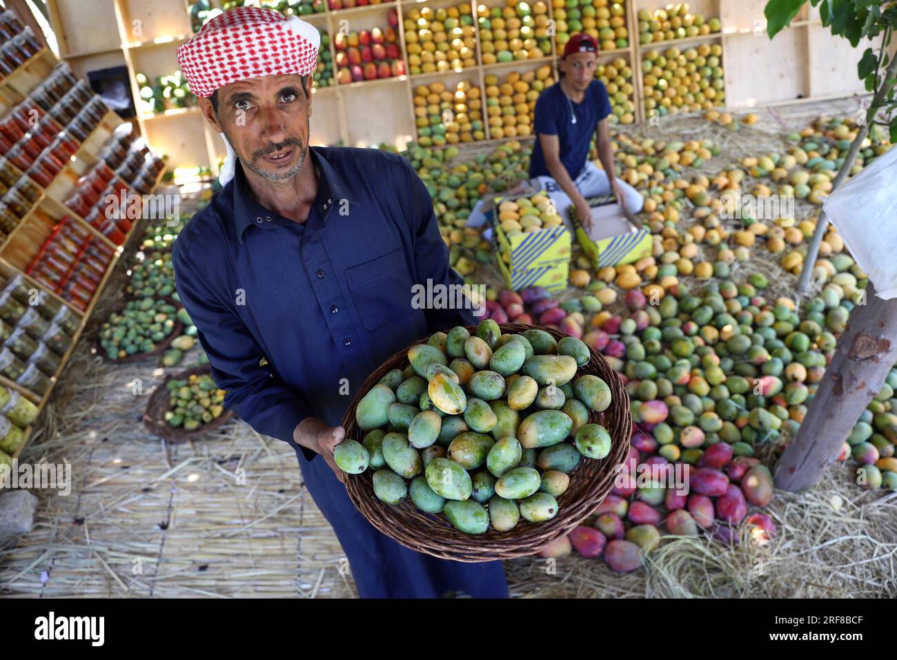 Ismailia, Egypt. 1st Aug, 2023. A farmer shows newly-harvested mangos ...