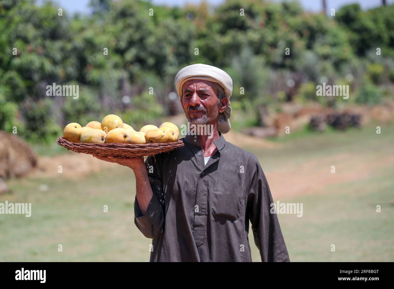 Ismailia, Egypt. 1st Aug, 2023. A farmer shows newly-harvested mangos ...