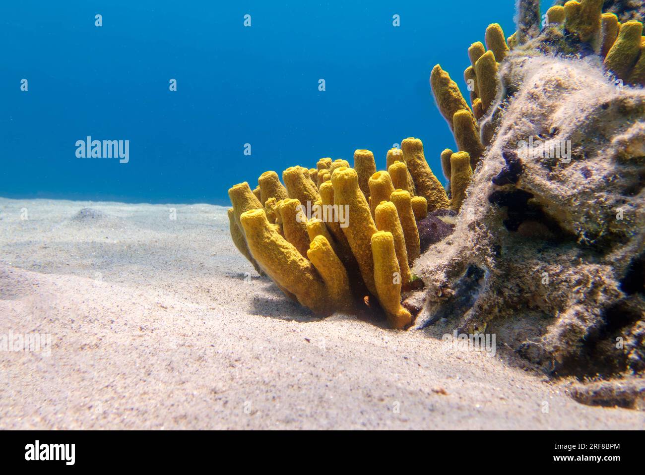 Blue tube sponges hi-res stock photography and images - Alamy