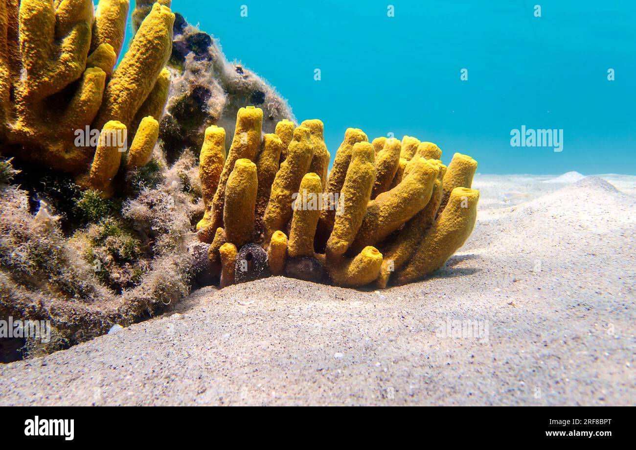 Yellow tube sea sponge - Aplysina aerophoba, underwater image into the ...