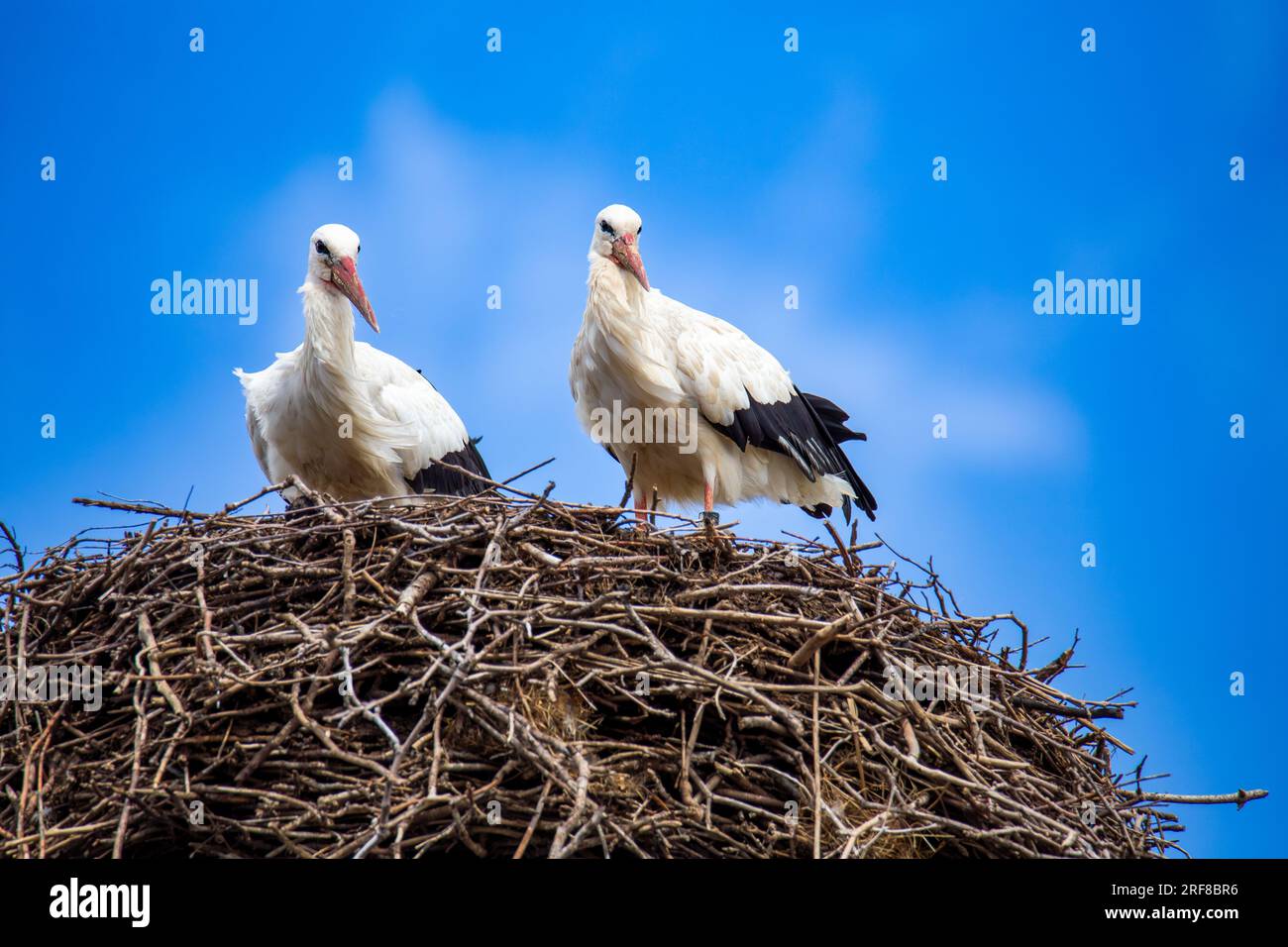 Stork couple in the nest in northern Baden, Germany Stock Photo - Alamy