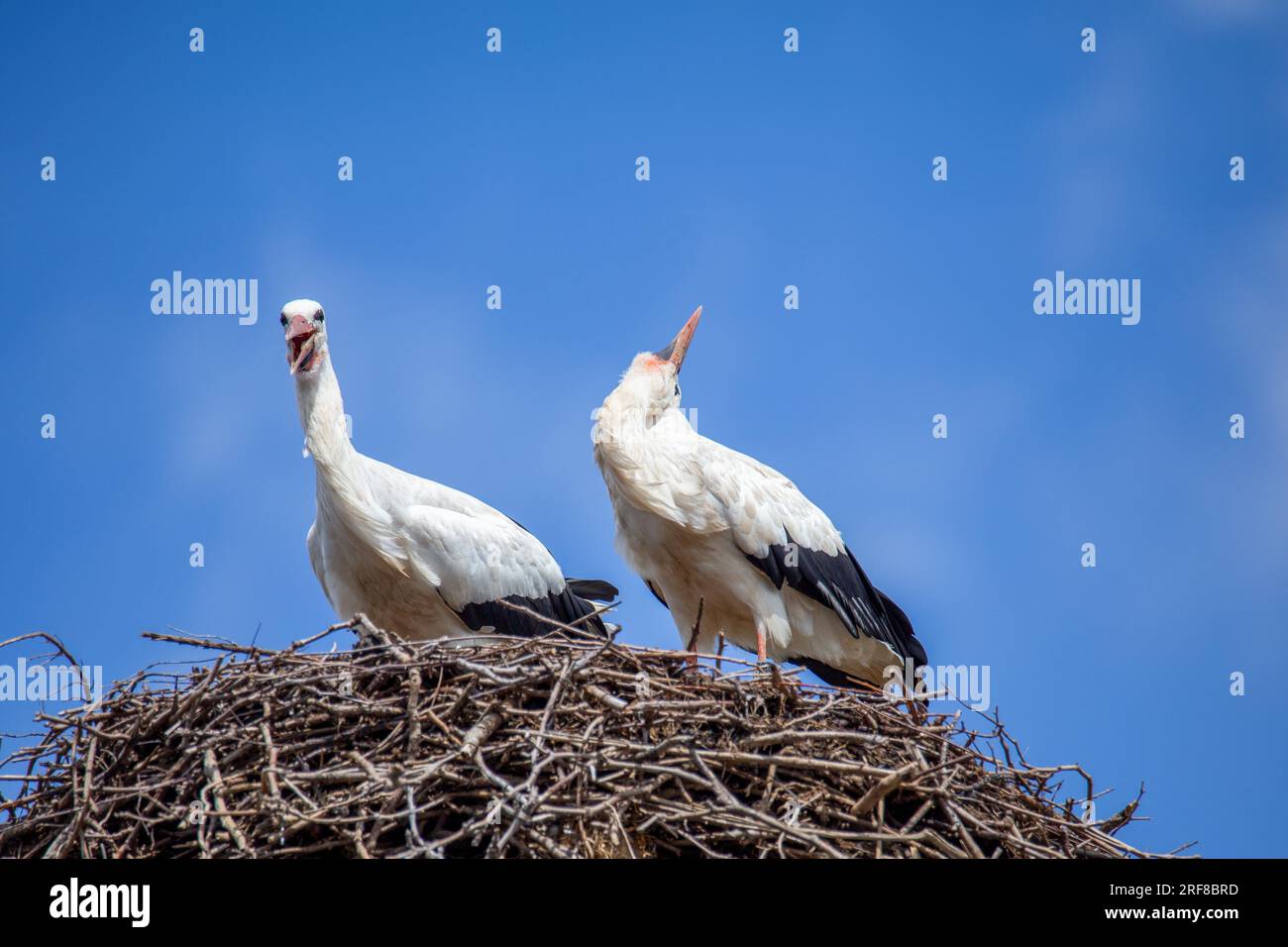 Stork couple in the nest in northern Baden, Germany Stock Photo - Alamy